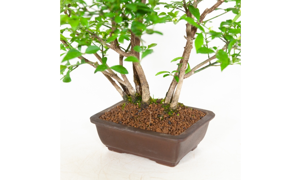 Euonymus alata - Winged spindle - 29 cm