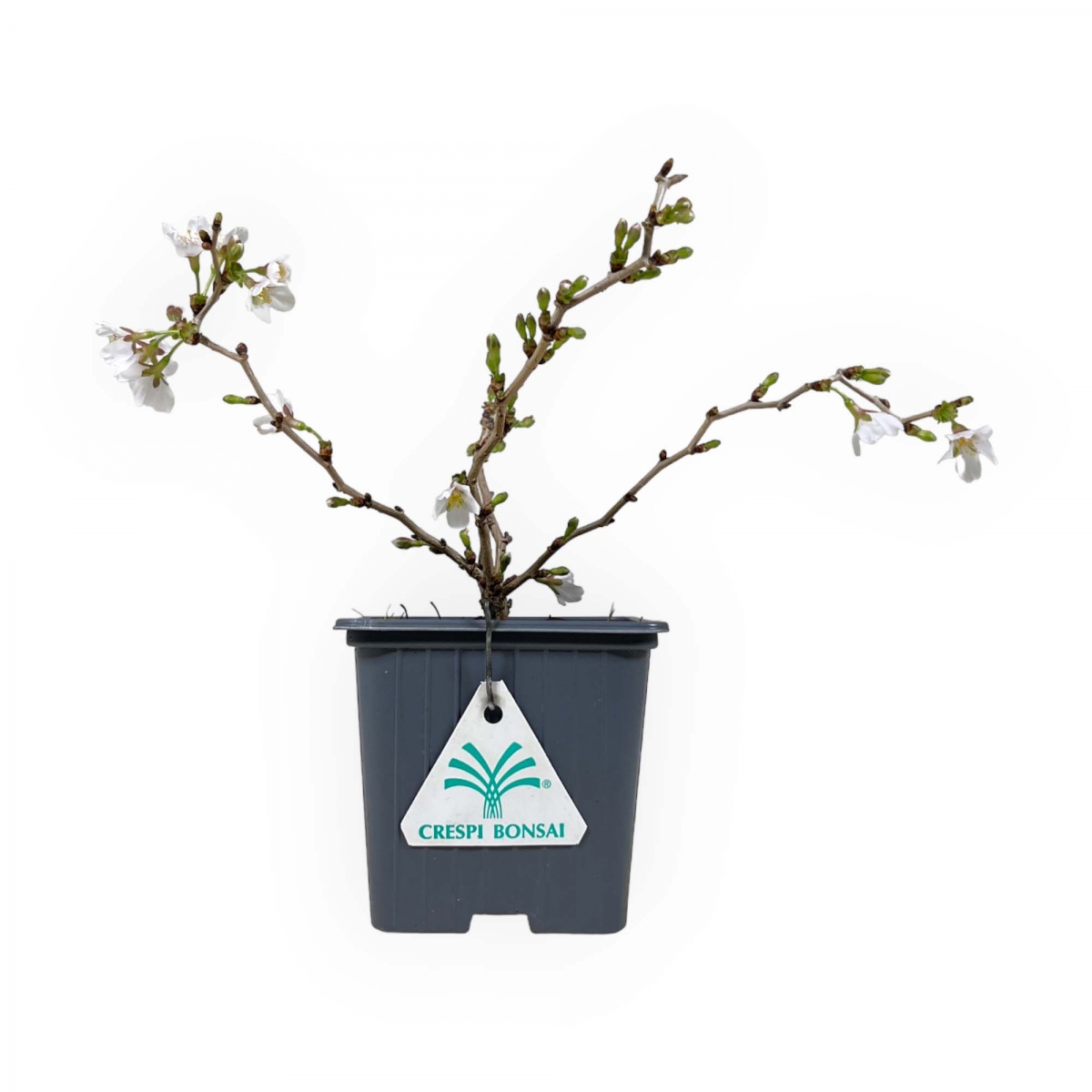 Prunus incisa kojo no mai - 19 cm