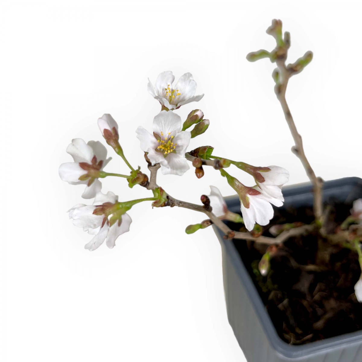 Prunus incisa kojo no mai - 19 cm