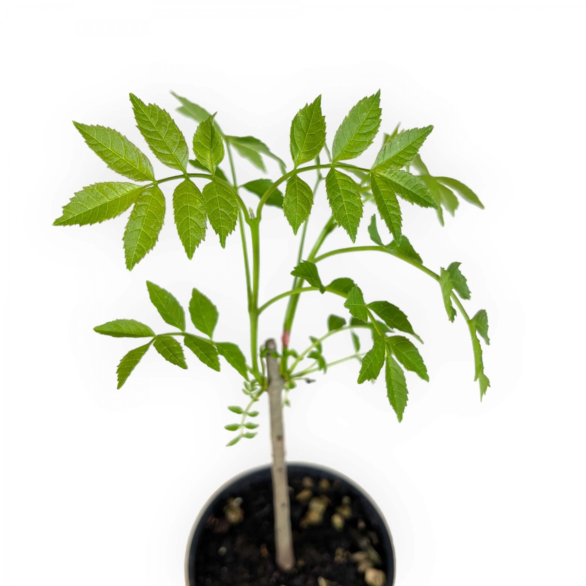 Fraxinus excelsior - Ash tree - 39 cm