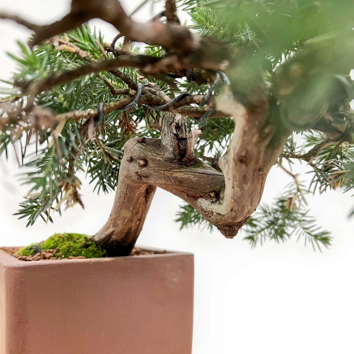 Juniperus Rigida - Ginepro ad aghi - 27 cm