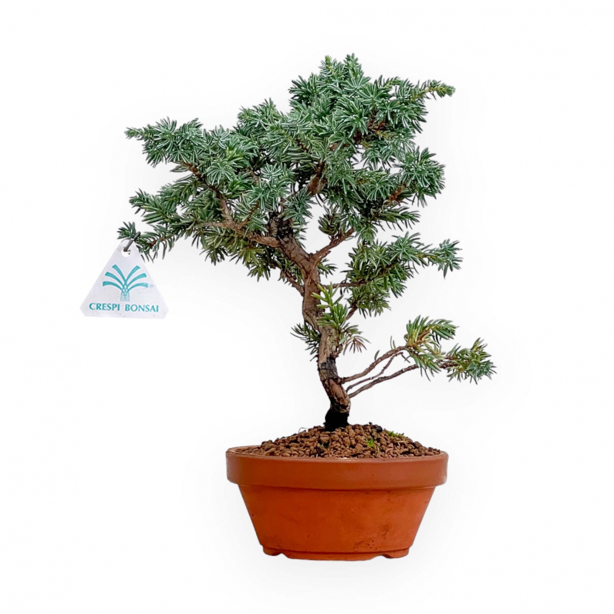 Juniperus Rigida - Ginepro ad aghi - 28 cm