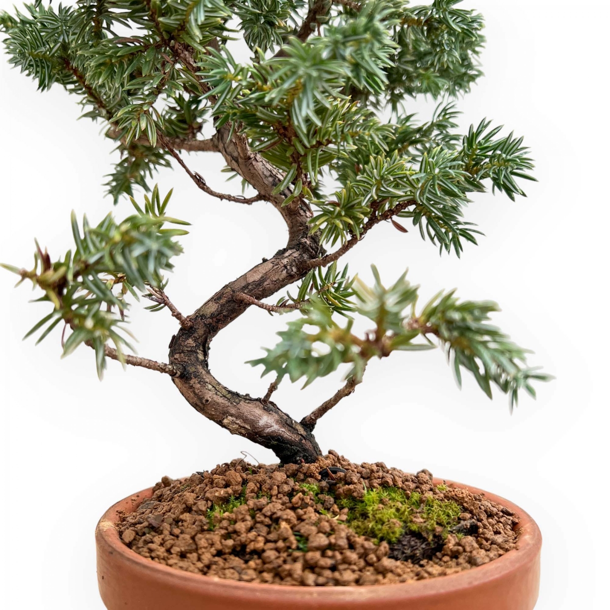 Juniperus Rigida - Ginepro ad aghi - 28 cm