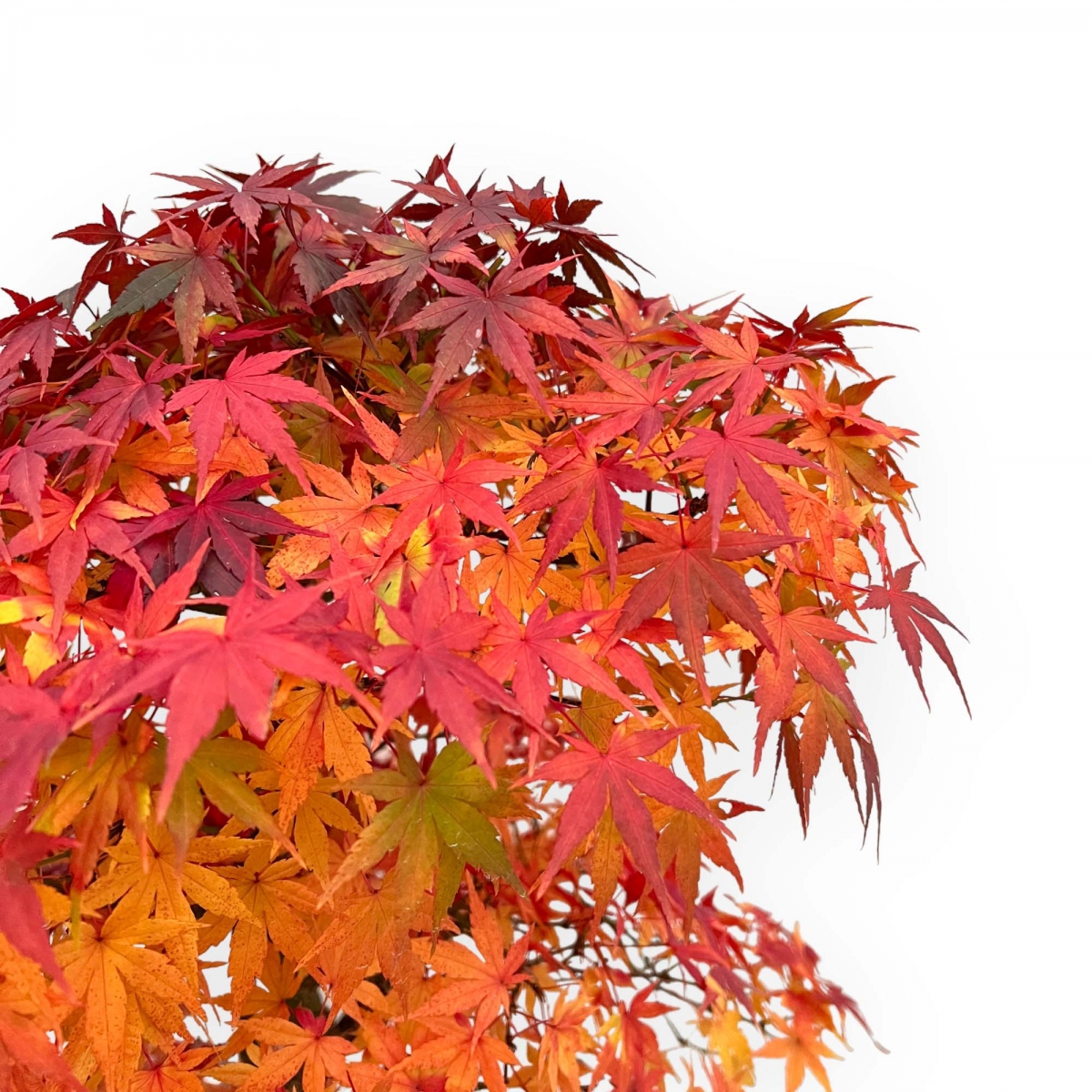 Acer Palmatum Viridis - Acero - 85 cm
