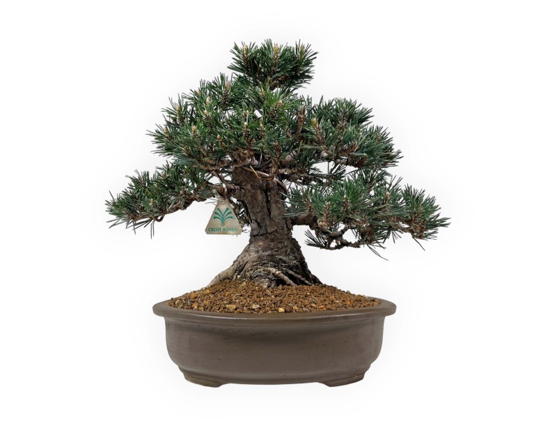 Pinus Thunbergii Kotobuki - Black Pine - 33 cm