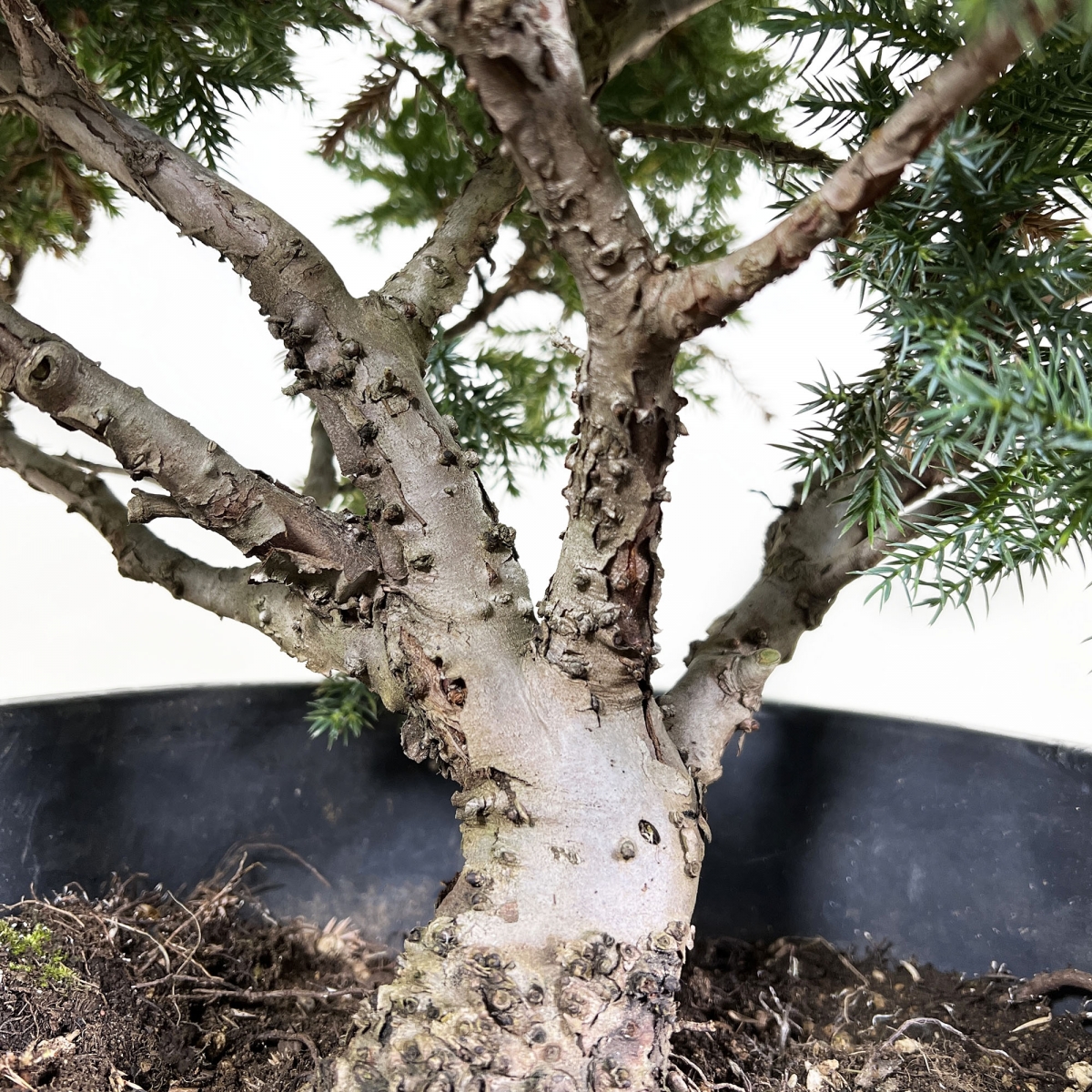 Juniperus spp - Juniper - 60 cm