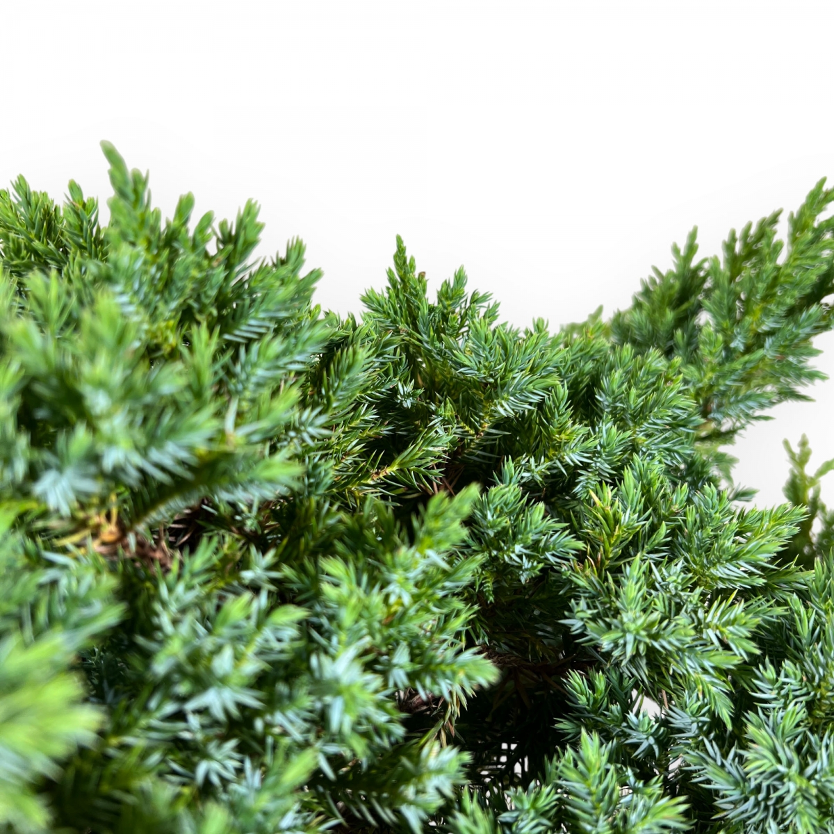 Juniperus spp - Juniper - 60 cm