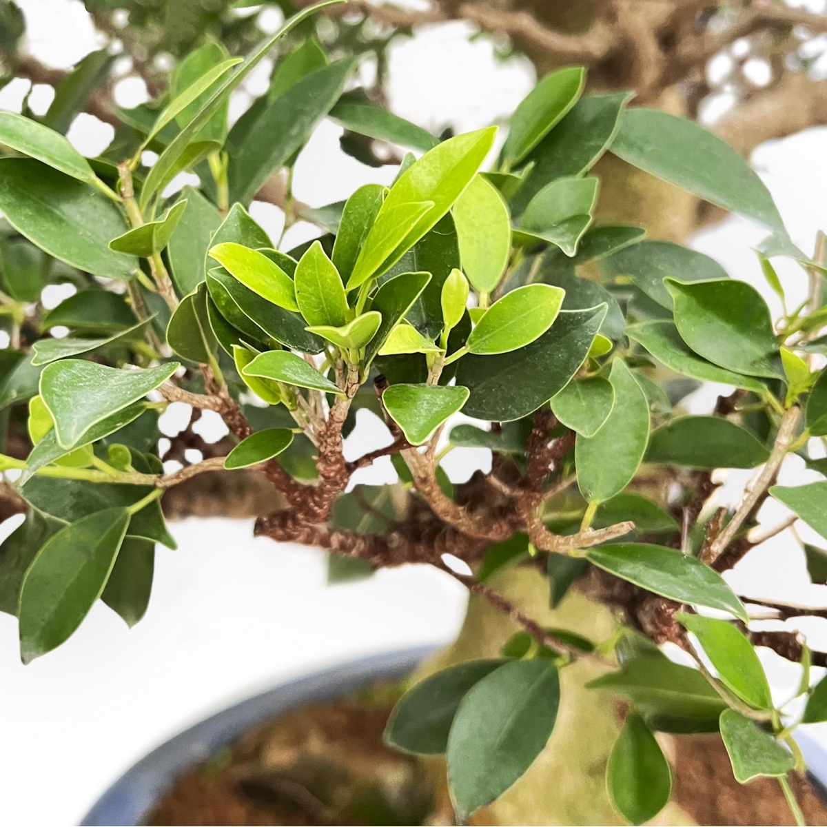 Ficus Retusa - Fig - 115 cm