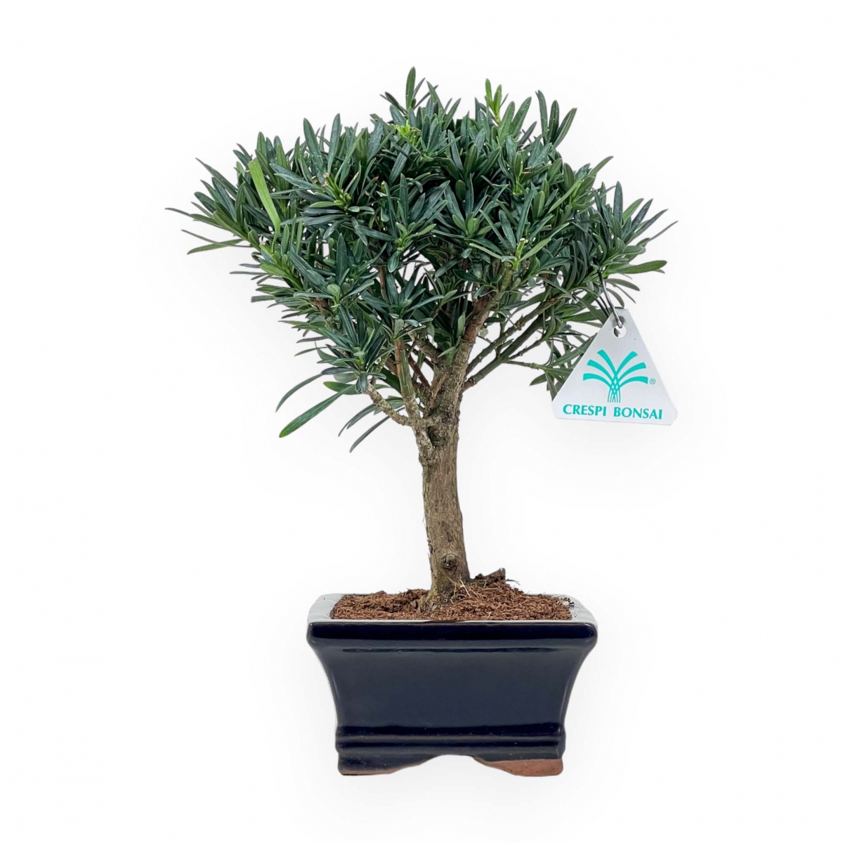 Podocarpus Macrophylla - Podocarp - 26 cm