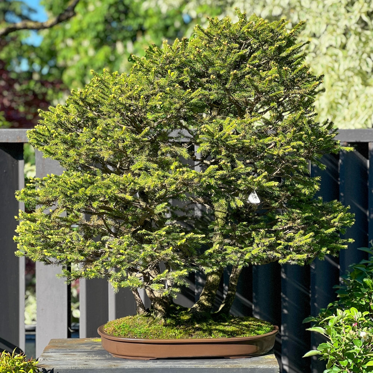 Picea Abies - Abete - 106 cm