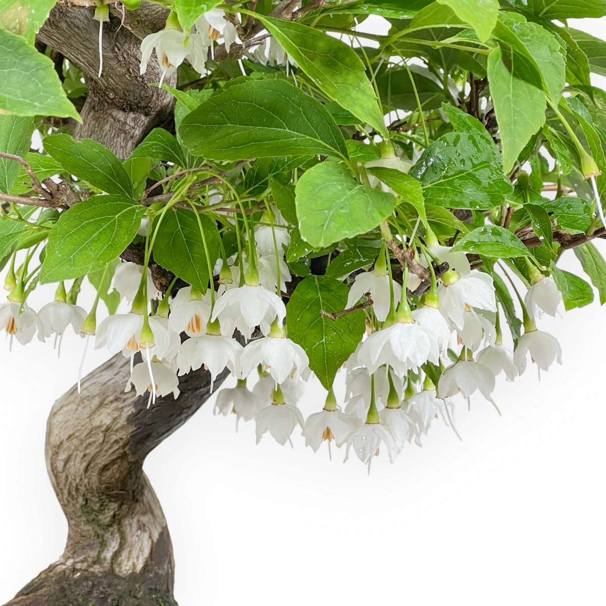 Styrax japonica - Japanese snowbell - 54 cm