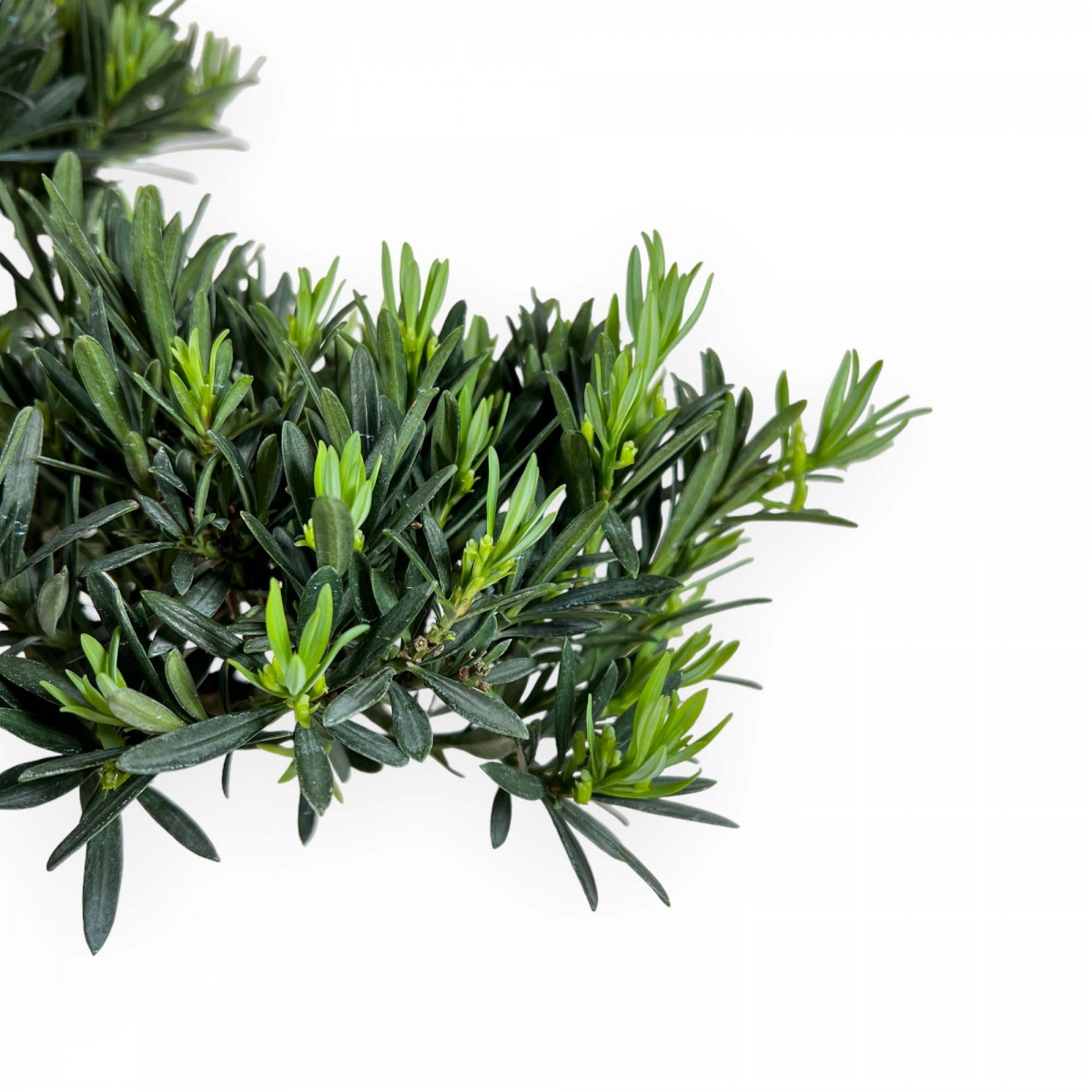 Podocarpus Macrophylla - Podocarp - 63 cm