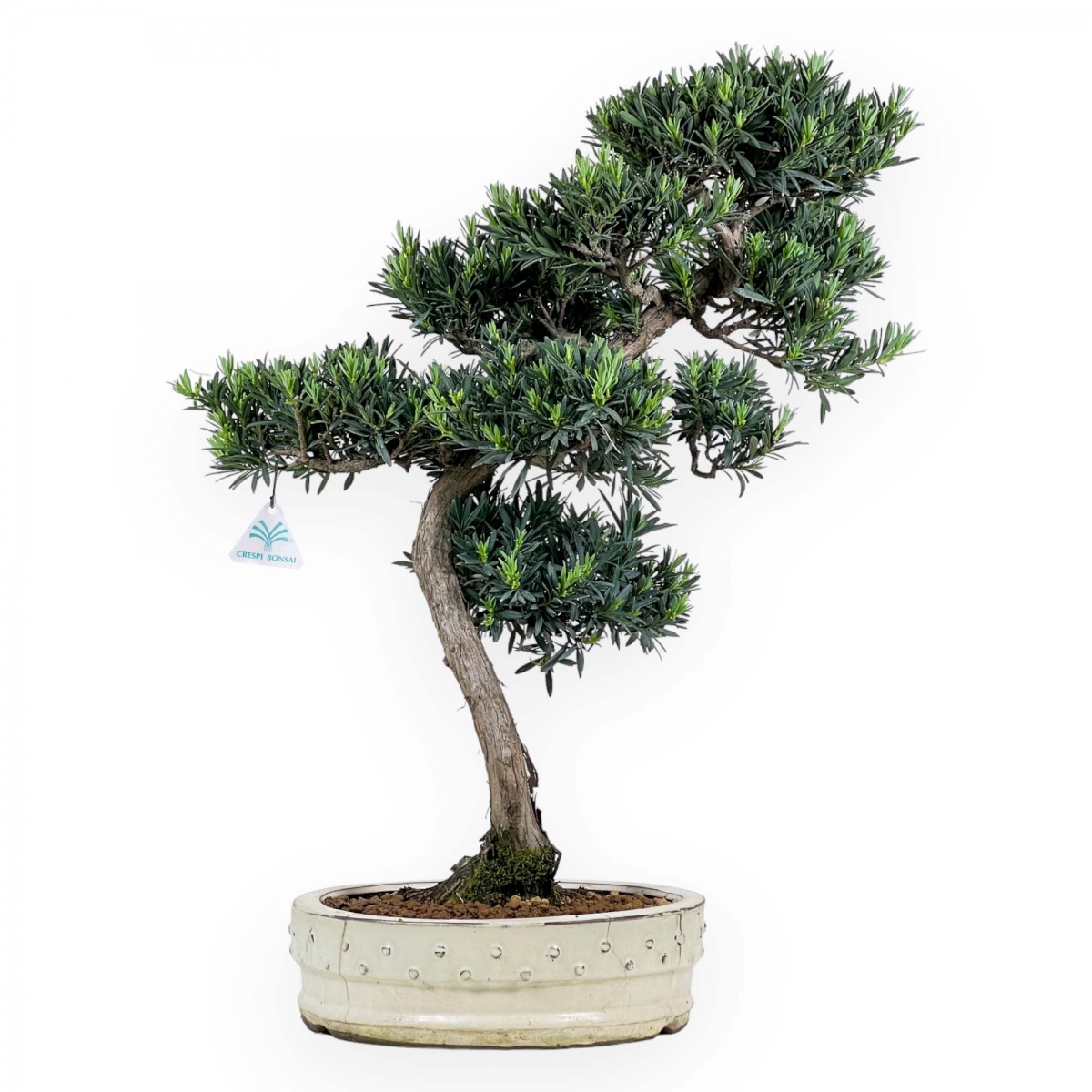 Podocarpus Macrophylla - Podocarp - 63 cm