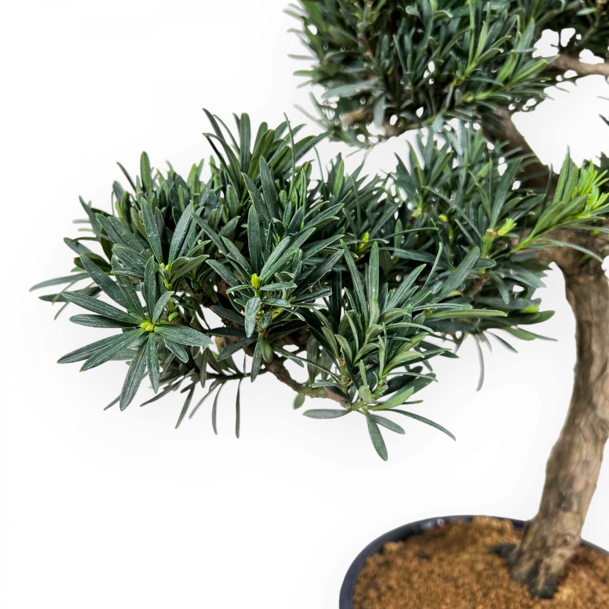 Podocarpus Macrophylla - Podocarp - 52 cm