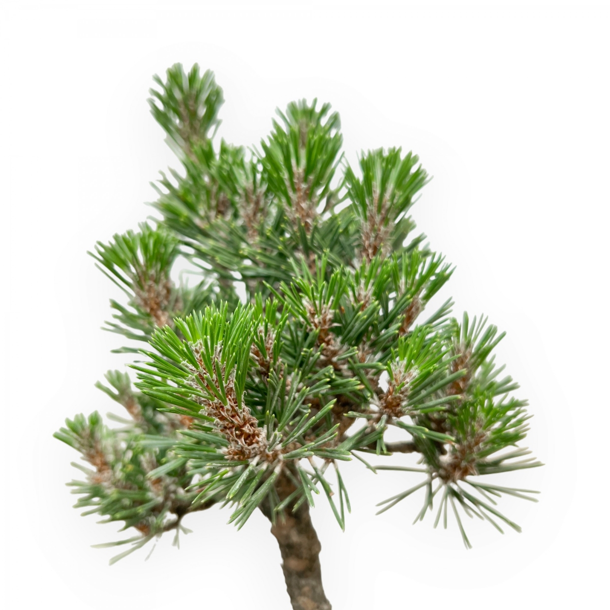 Pinus Thunbergii Kotobuki - Black Pine - from 42 to 50 cm