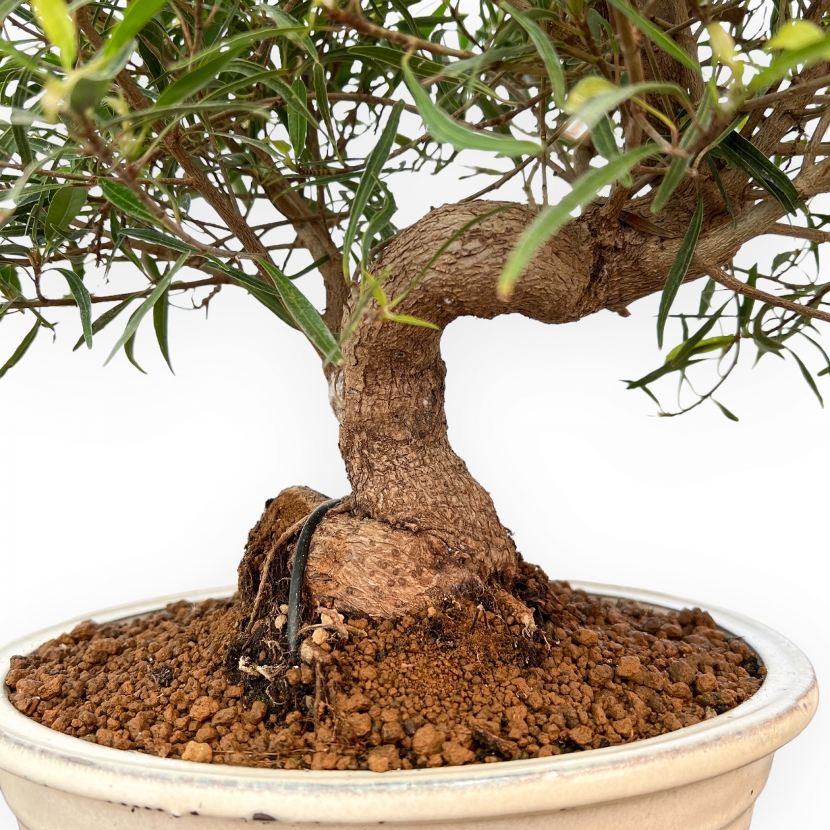 Ficus Nerifolia - Fico - 50 cm