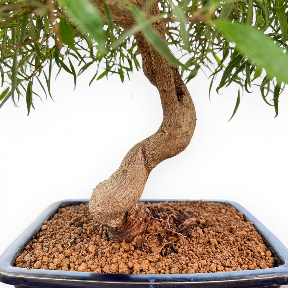 Ficus Nerifolia Bonsai Bonsái Tropical Ficus Nerifolia Medidas 33x43