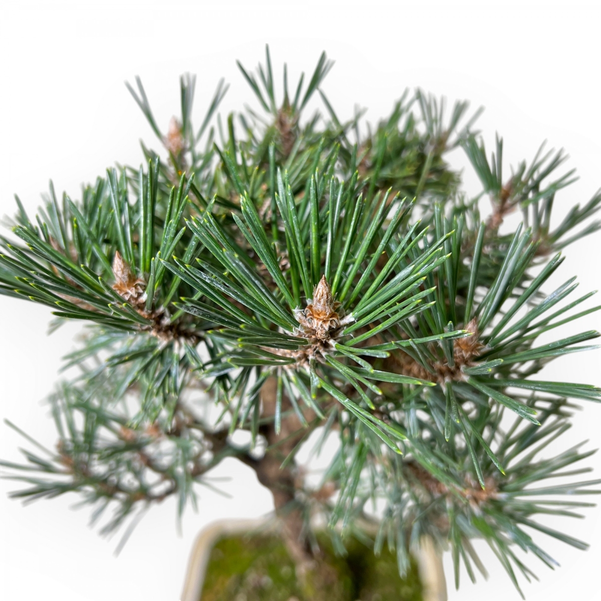Pinus Thunbergii Kotobuki - Pino Nero - 35 cm