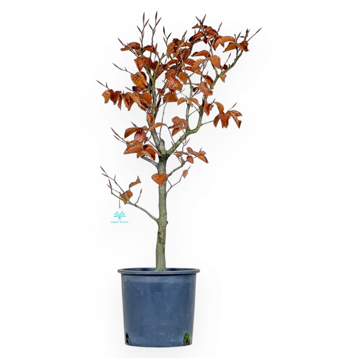 Fagus Crenata - Japanese Beech - 72 cm