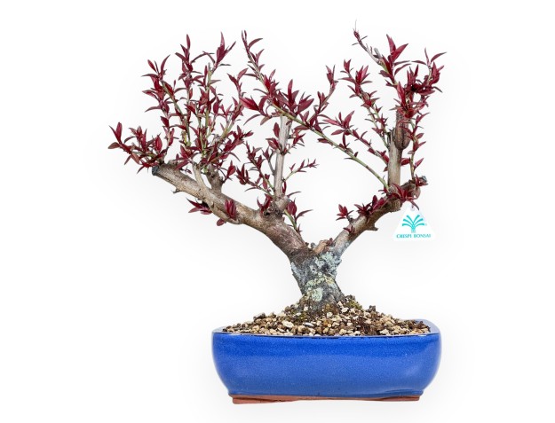 Crespi Bonsai