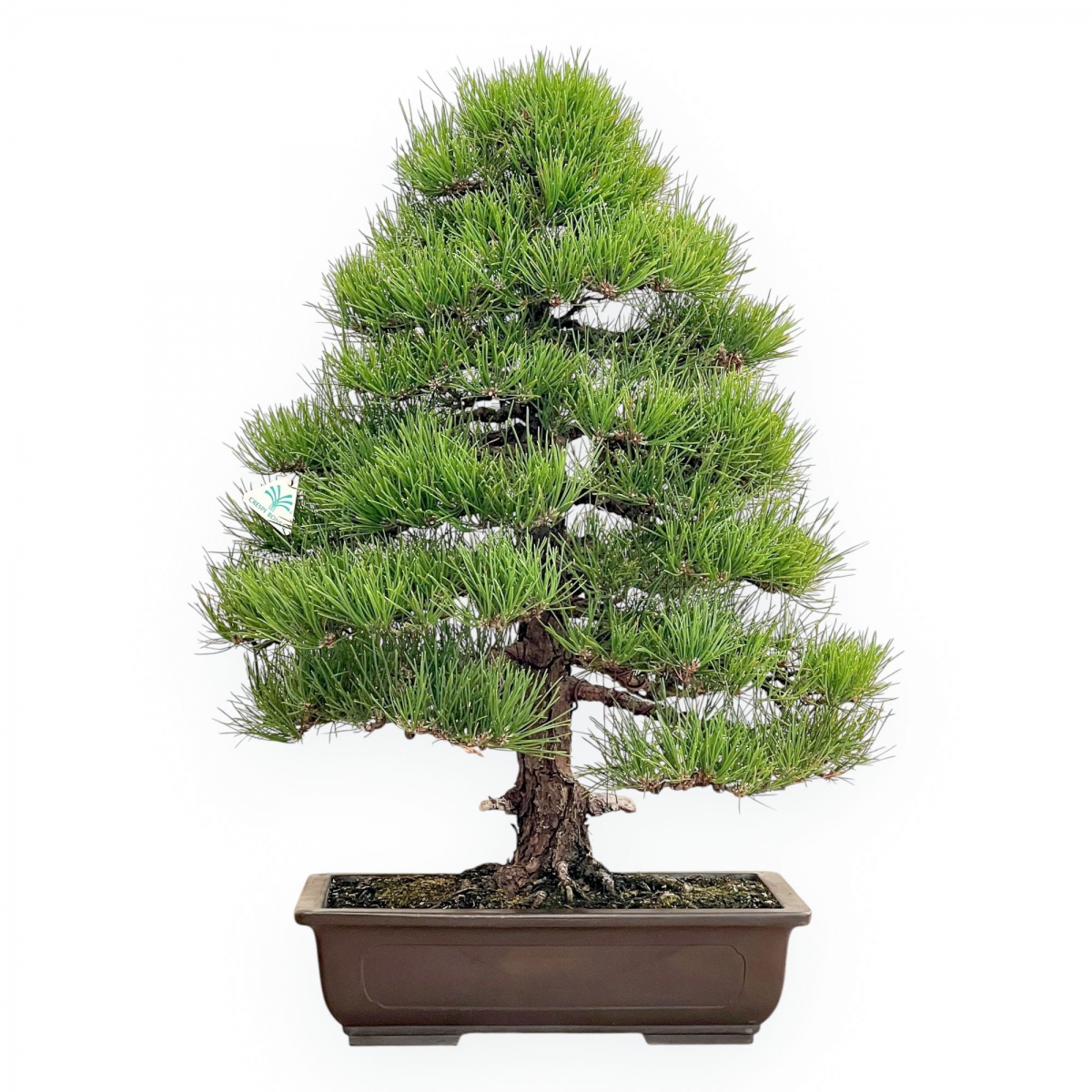 Pinus Thunbergii - Pino Negro - 80 cm
