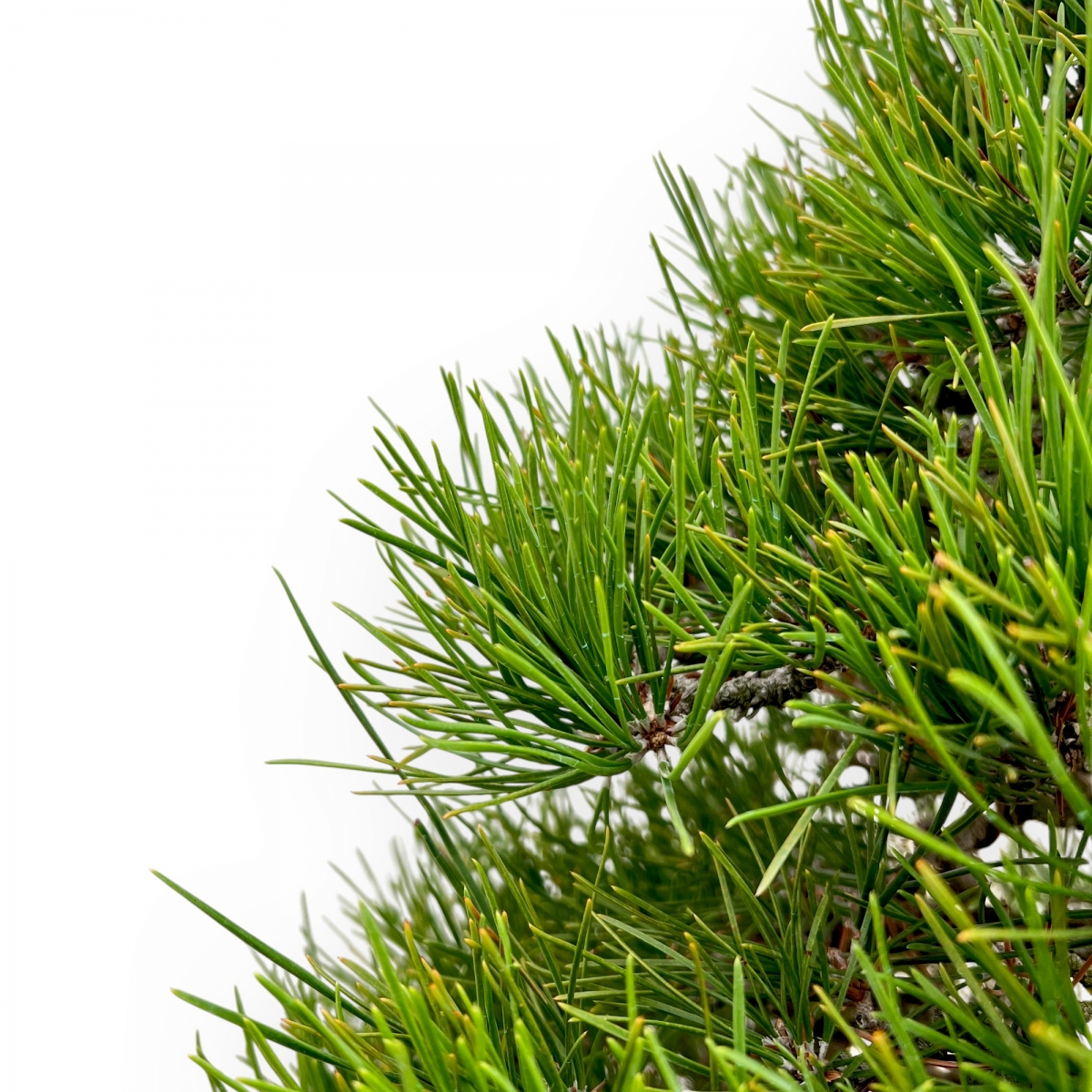 Pinus Thunbergii - Pino Negro - 80 cm