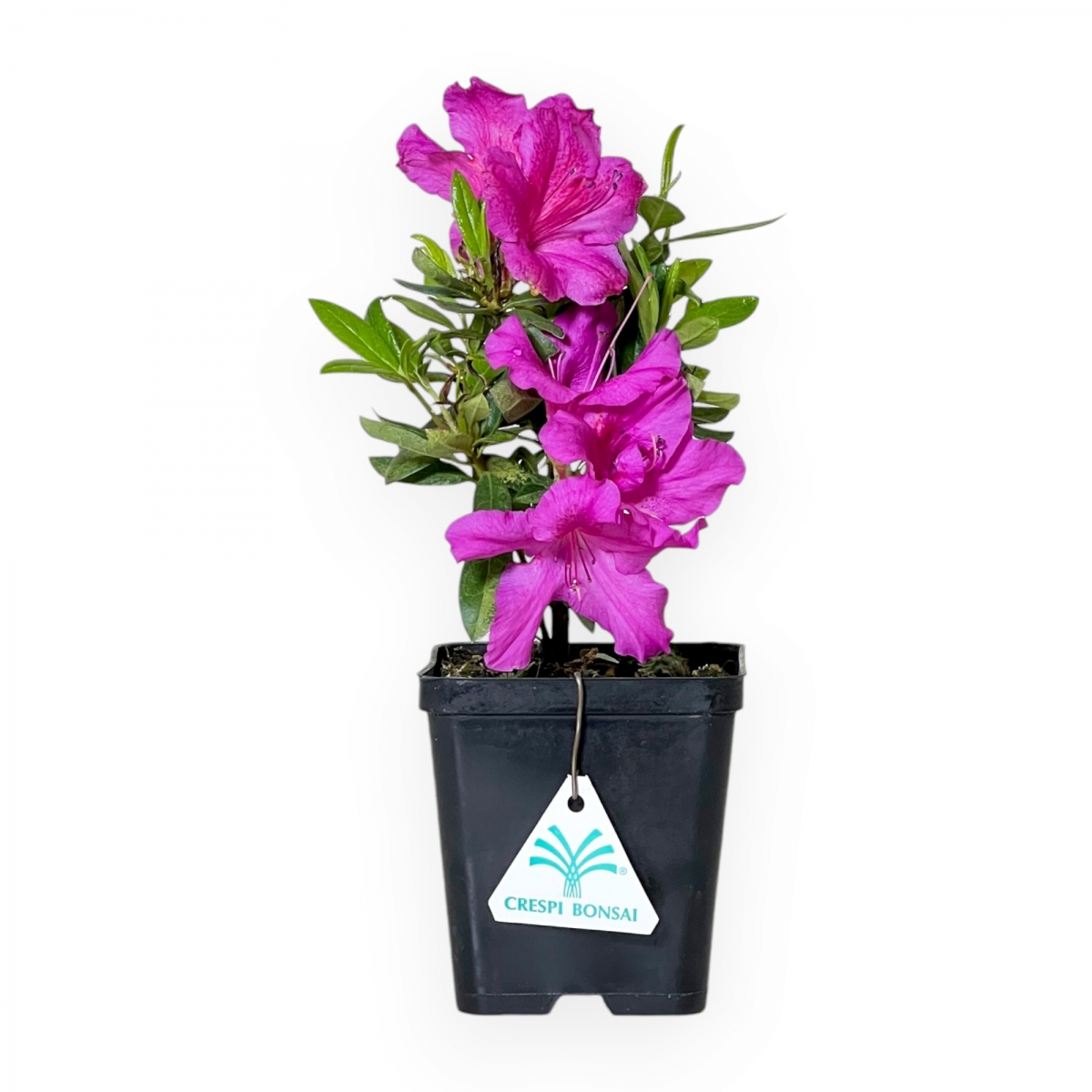 Azalea Japonica Repetita Violet - Azalea - 26 cm