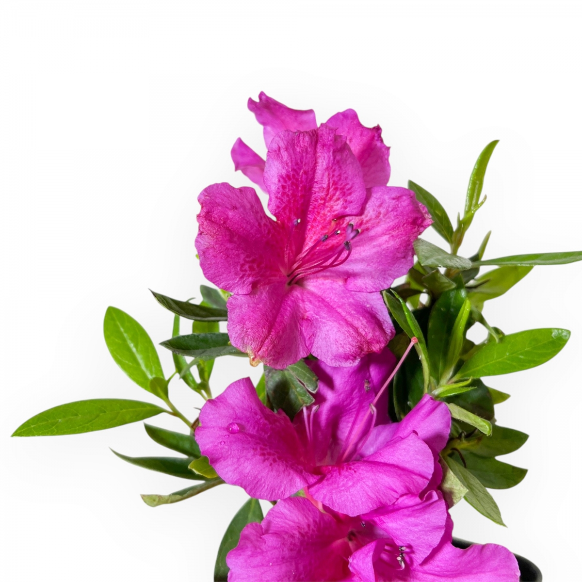 Azalea Japonica Repetita Violet - Azalea - 26 cm