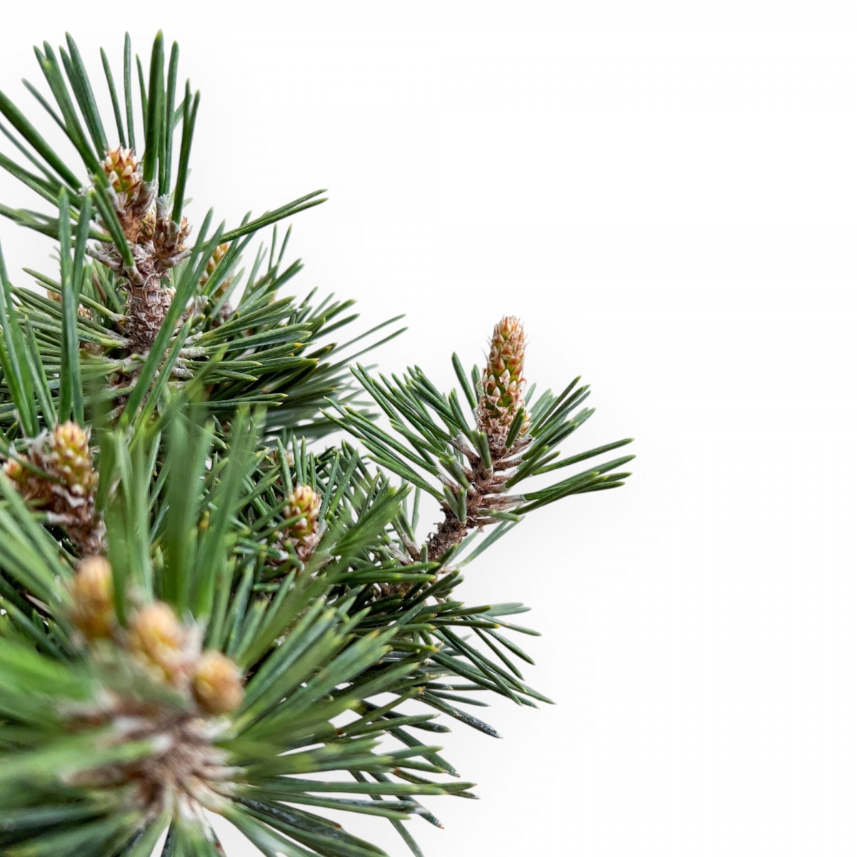 Pinus Thunbergii Kotobuki - Pino Negro - 36 cm