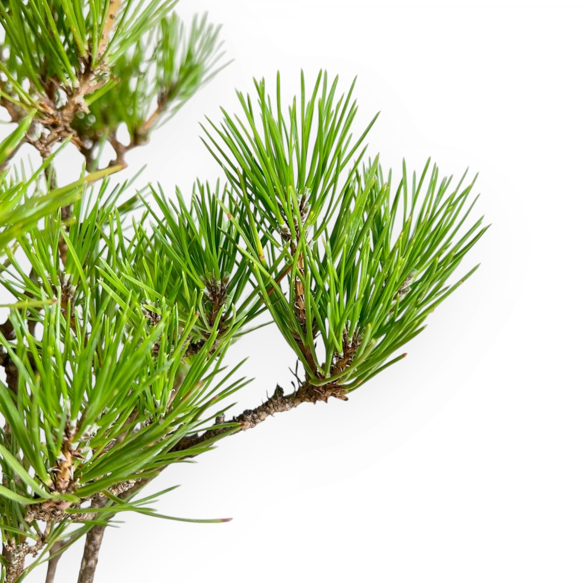 Pinus Thunbergii - Pino Negro - 49 cm