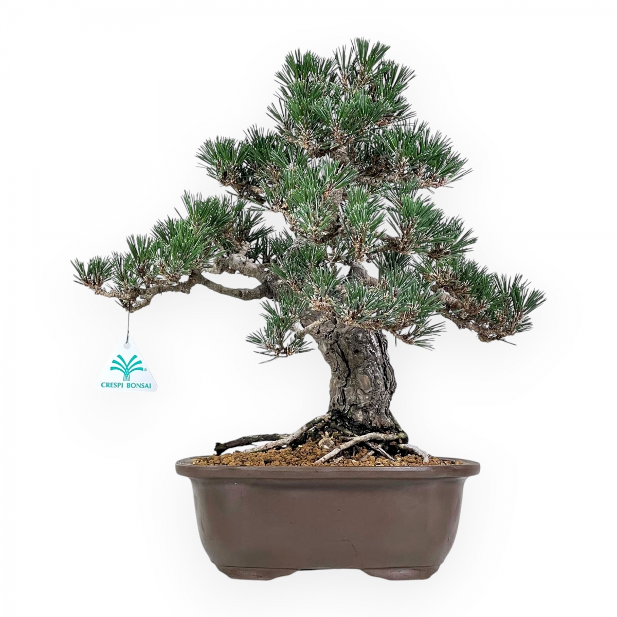 Pinus Thunbergii - Pino Negro - 41 cm