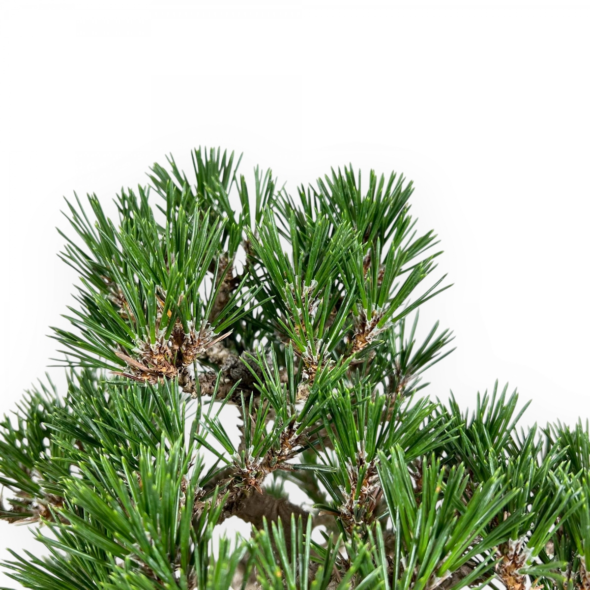 Pinus Thunbergii - Pino Negro - 41 cm
