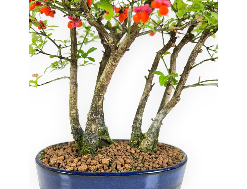 Euonymus bonsai 26 cm | Blue oval pot