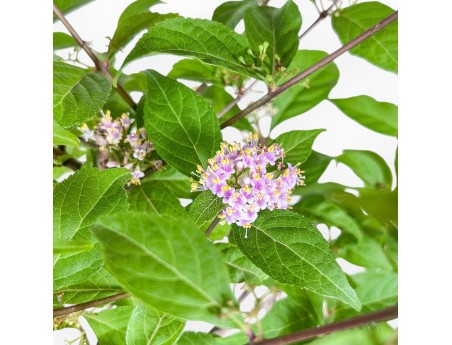 Bonsai di Callicarpa | Bonsai da frutto